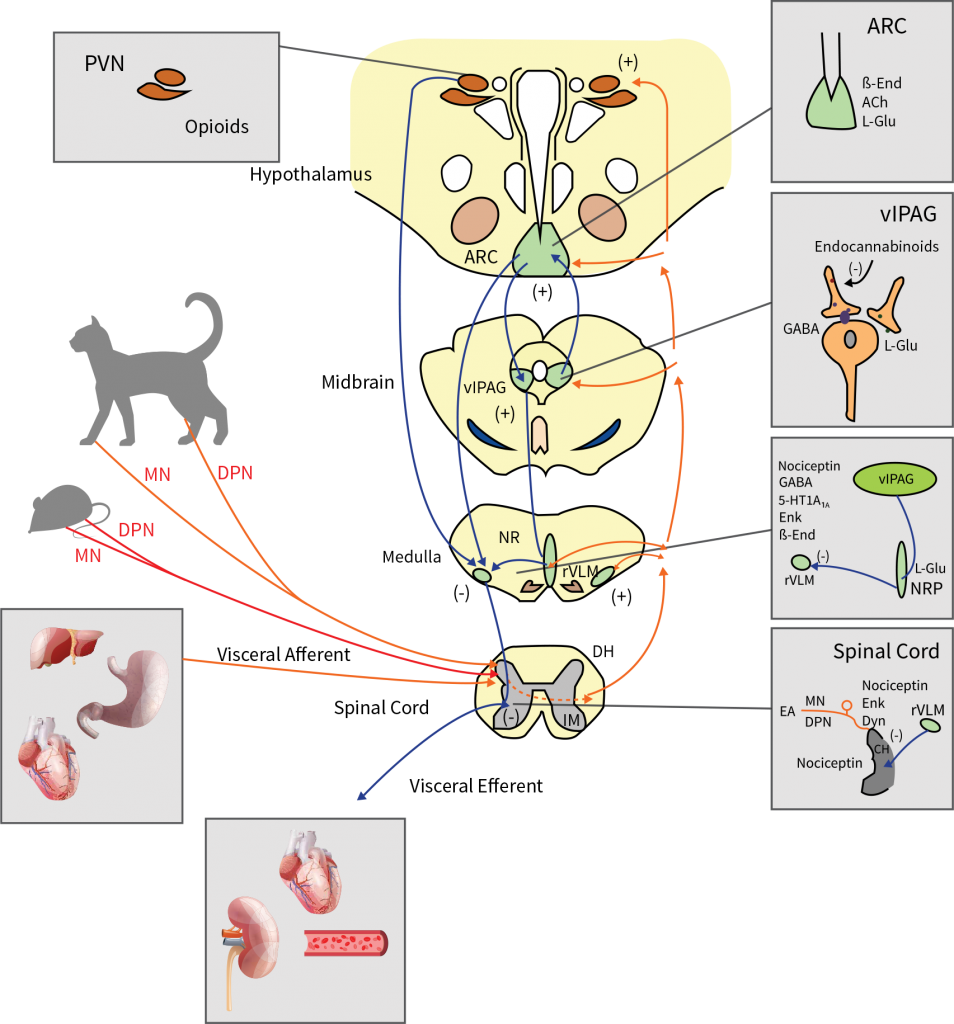 Defining Acupuncture’s Place in Western Medicine • scientia.global