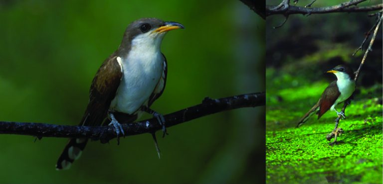 Professor Steven Greco - Landscape Ecology: The Sense of Space ...
