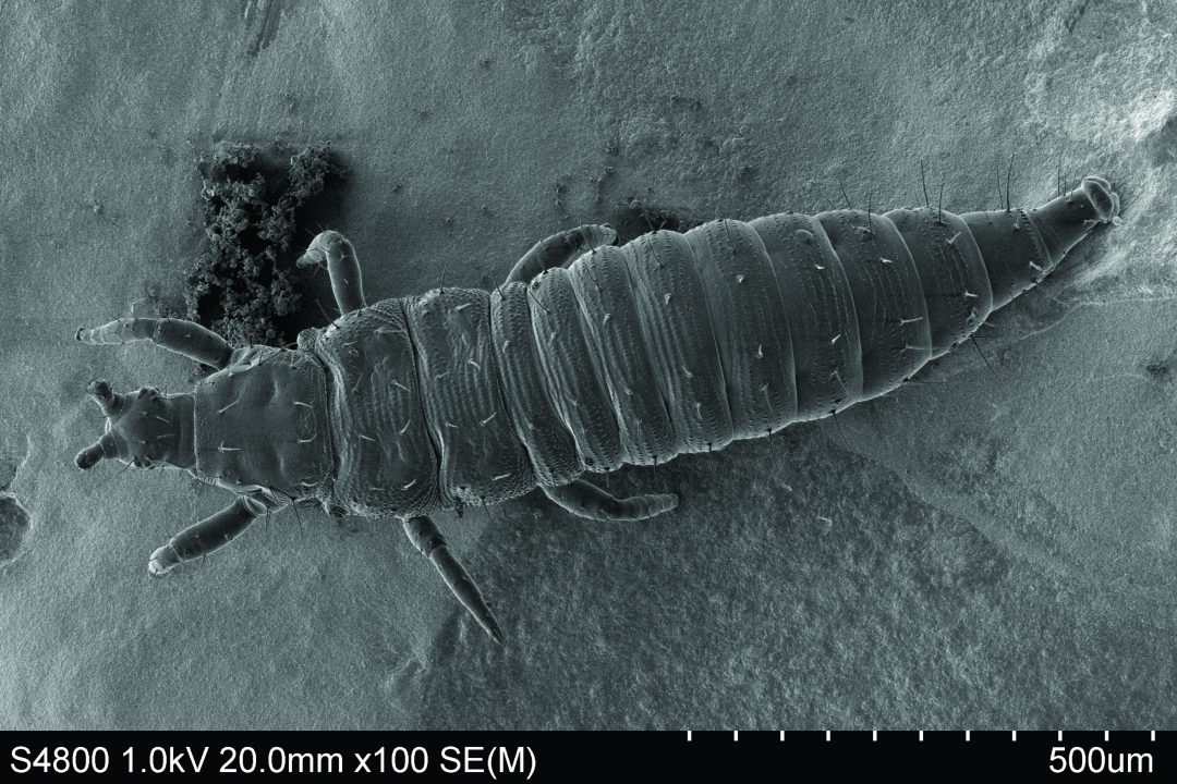Professor Paul Dyson | Dr Miranda Whitten - Controlling Insect Pests ...