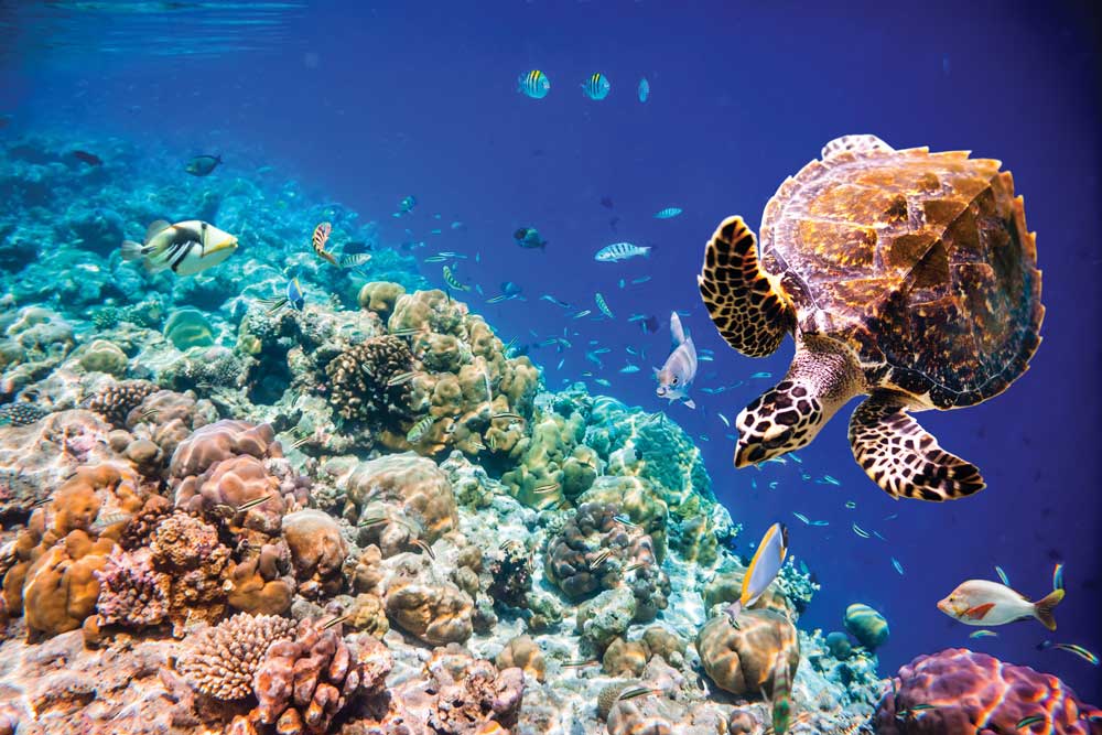 Dr Grace Chang | Dr Craig Jones - Towards Low-Cost, Low-Impact Marine ...