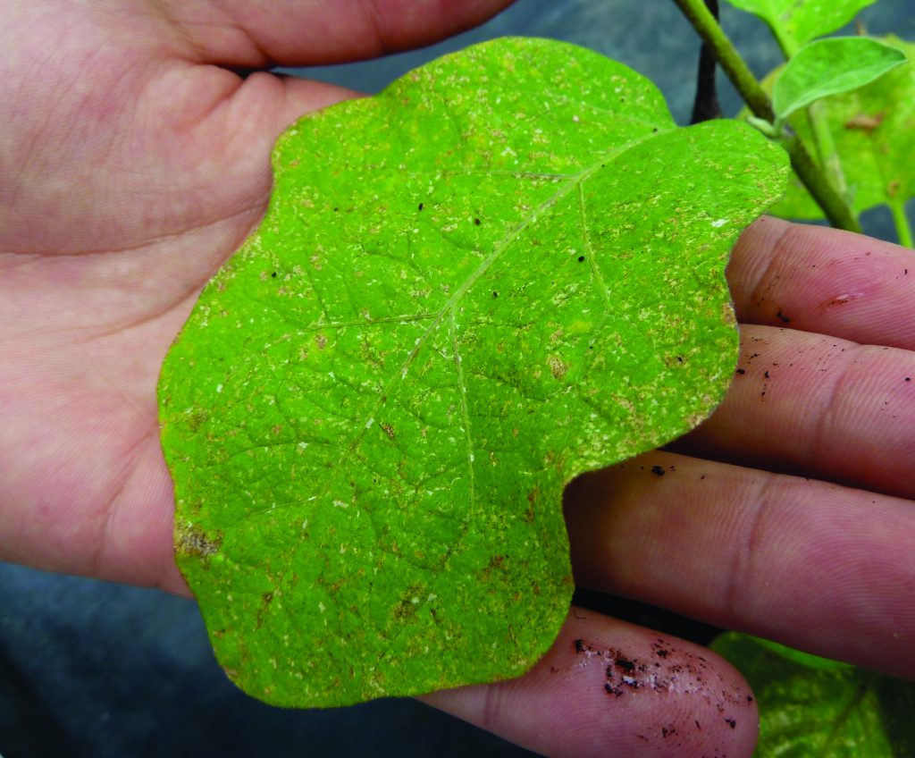 Professor Paul Dyson | Dr Miranda Whitten - Controlling Insect Pests ...