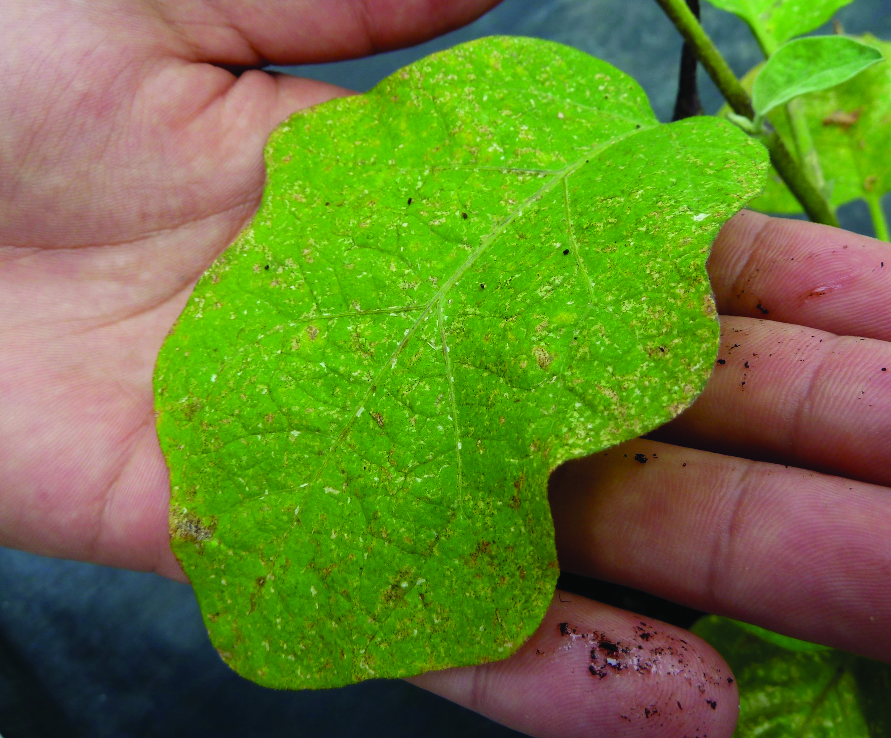 Professor Paul Dyson | Dr Miranda Whitten - Controlling Insect Pests ...