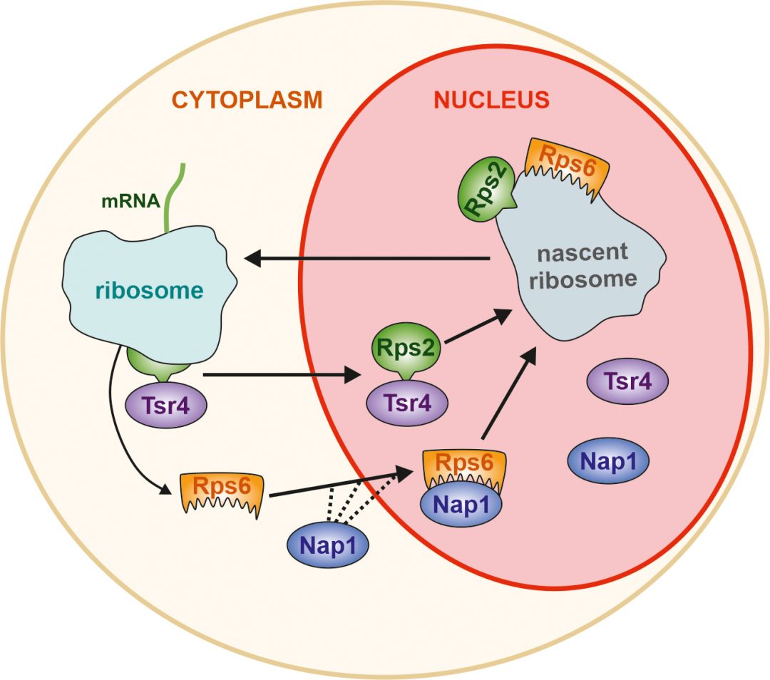 Dr Brigitte Pertschy - Dedicated ‘Bodyguards’ for the Safe Delivery of ...