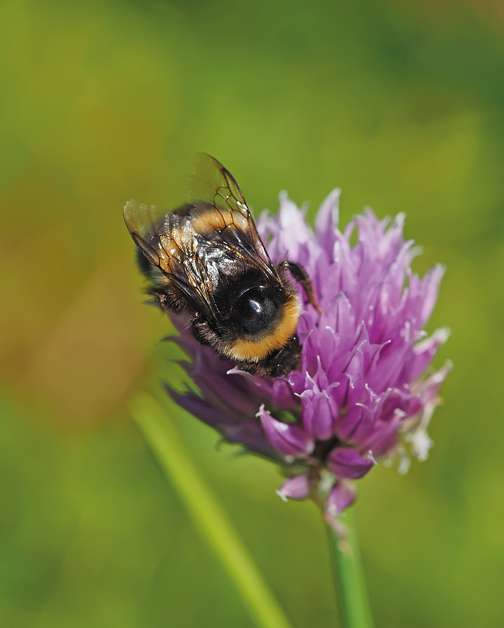Pollinator Decline: Implications for Food Security & Environment ...