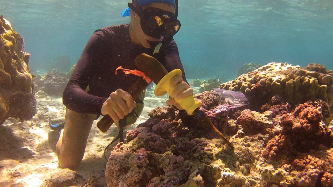 Dr Kanesa Duncan Seraphin - Voice of the Sea: Innovation in Science ...