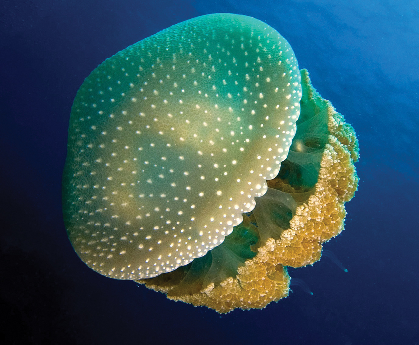 Dr Kanesa Duncan Seraphin - Voice of the Sea: Innovation in Science ...