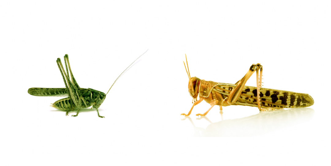 Dr Kenneth J. Pienta - Are Poly-aneuploid Cancer Cells the Keystone ...