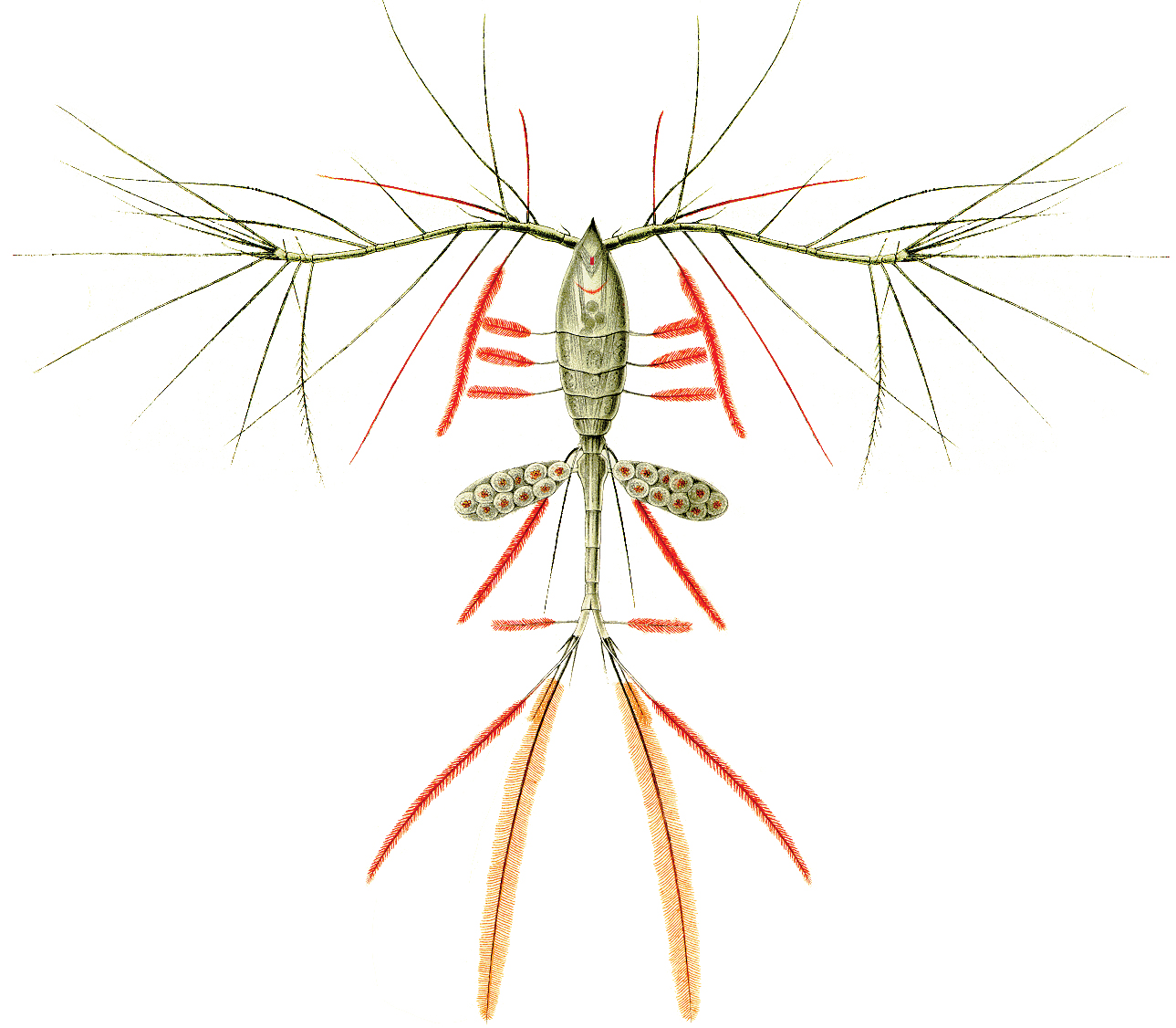 Dr Mark D. Ohman - New Perspectives on Marine Ecology: Technology ...