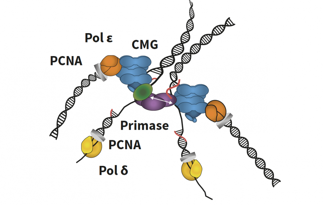Professor Michael O’Donnell - A Twin DNA Replication Factory • scientia ...