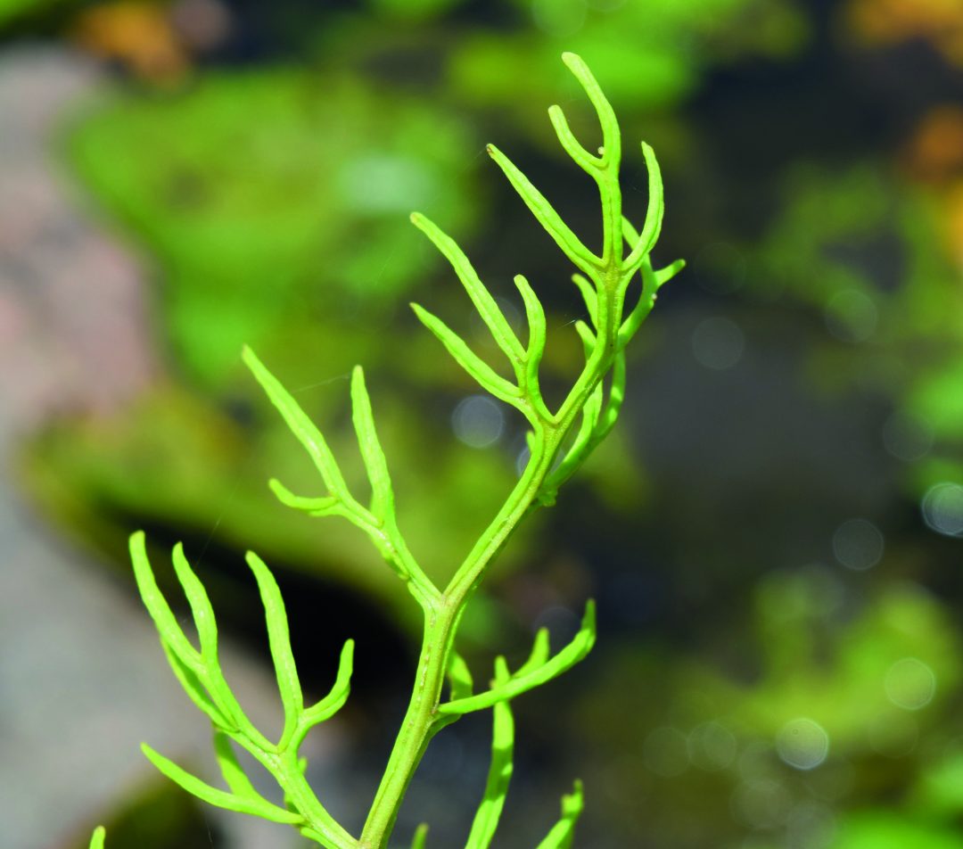 Dr Paul Wolf - Fern Genomics: Unfurling the Mystery of Plant Chromosome ...