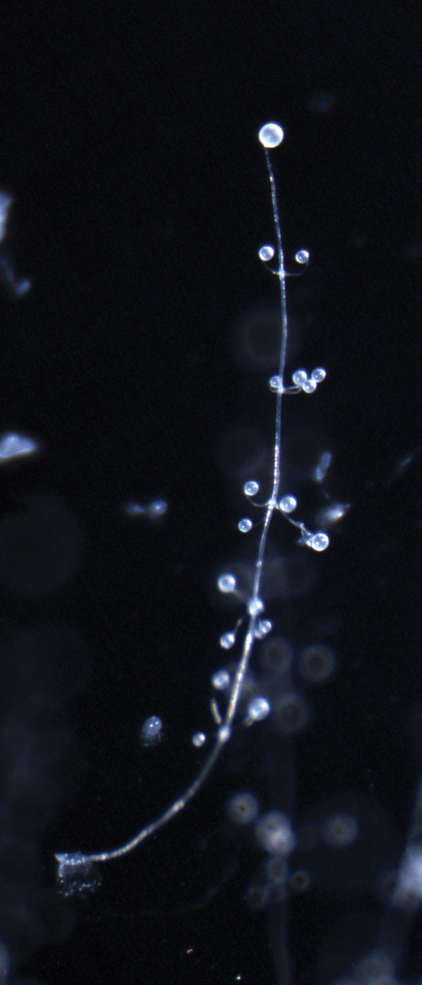 Professor Pauline Schaap - From So Simple a Beginning – The Origins of ...