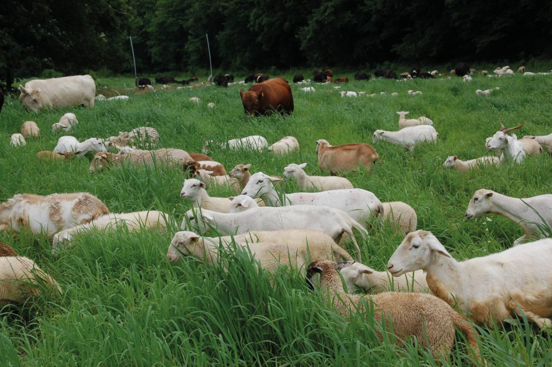 Dr Richard Teague - Achieving Sustainable Farming Through Regenerative ...