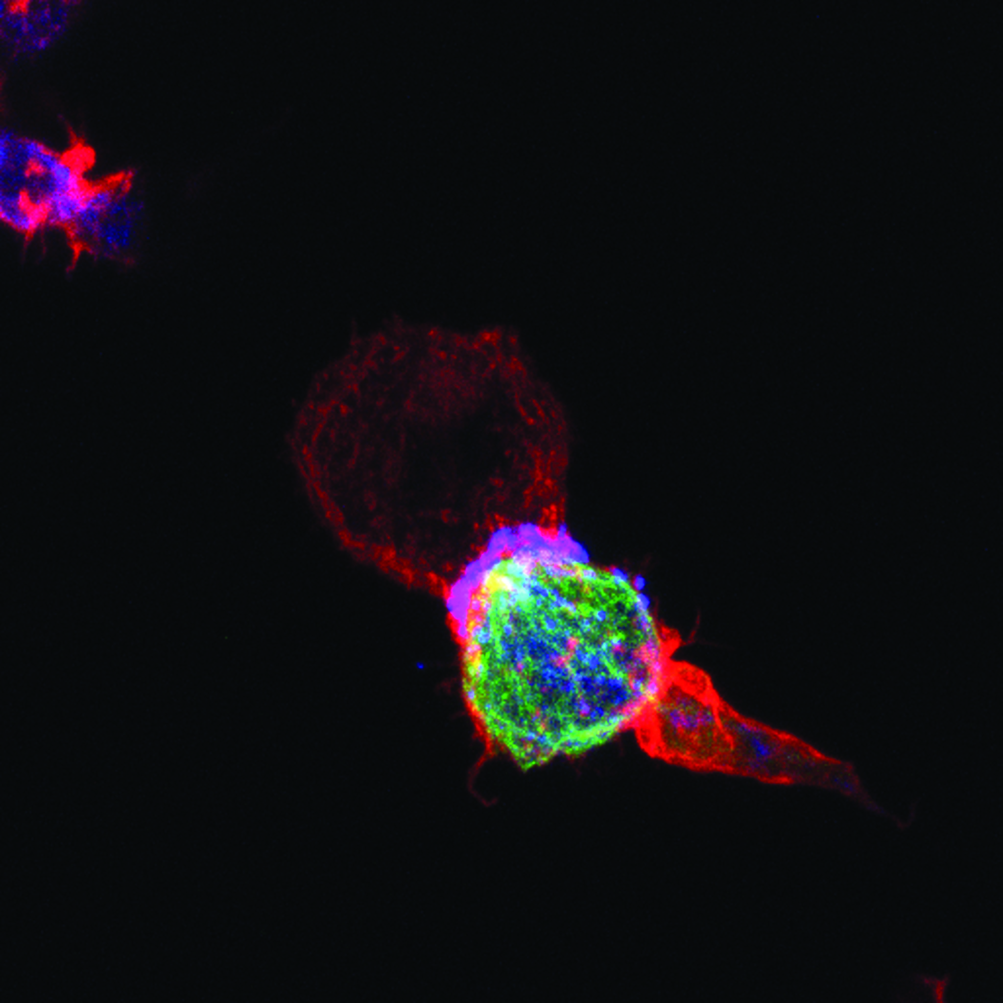 SFB 1027 - Cell Physics: Understanding How Biological Matter Self ...