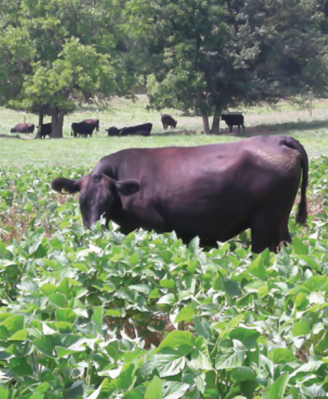 Dr Teodoro Ruiz - Unlocking the Potential within Puerto Rico’s Milk ...