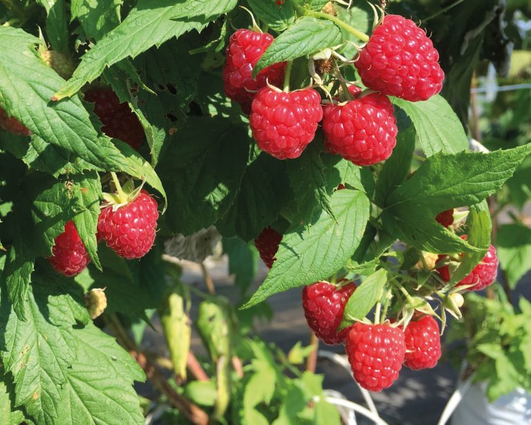 TunnelBerries: Enhancing the Sustainability of Berry Production ...